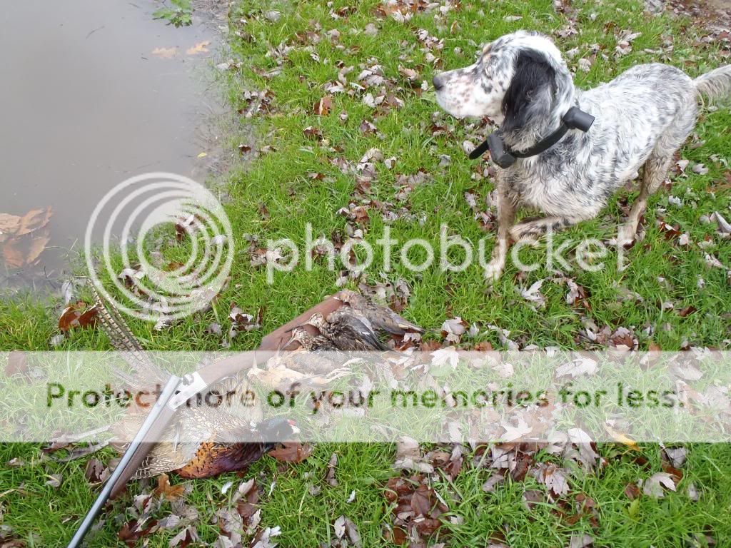 Bird Season PE (Part 2) | The HuntingPA.com Outdoor Community