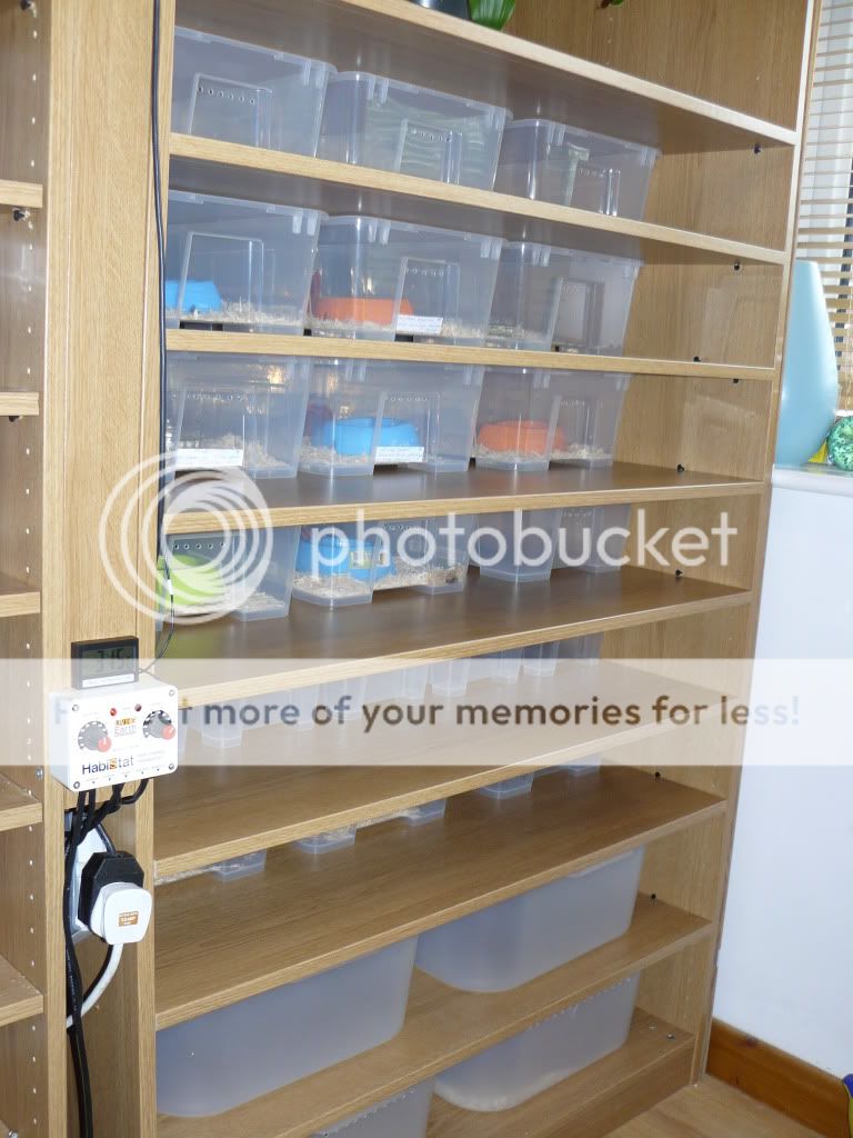 Ikea snake rack! Pics | Reptile Forums