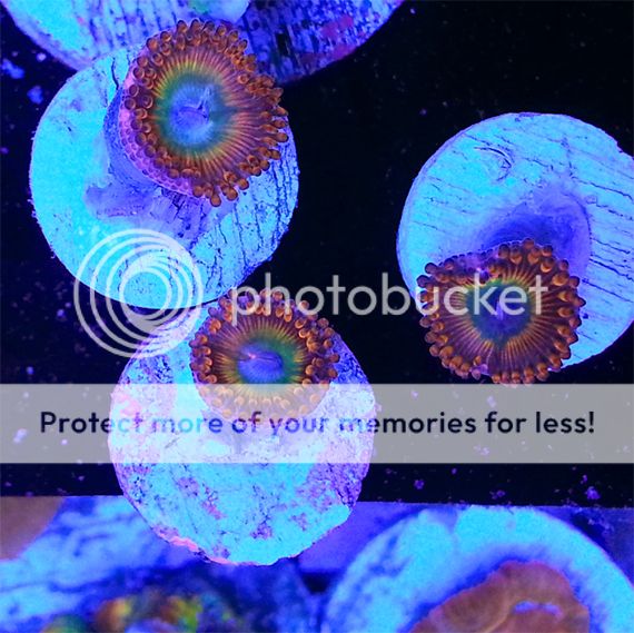 The Bowser Zoa | Page 17 | REEF2REEF Saltwater and Reef Aquarium Forum