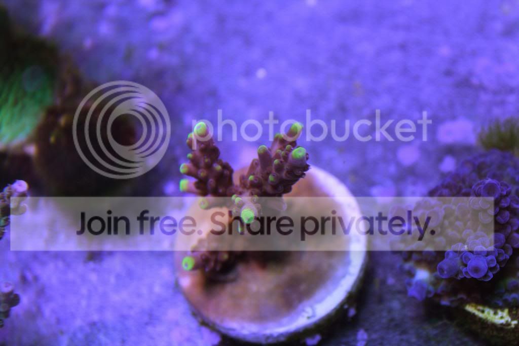 JF Flame Acro | Page 2 | Reef2Reef