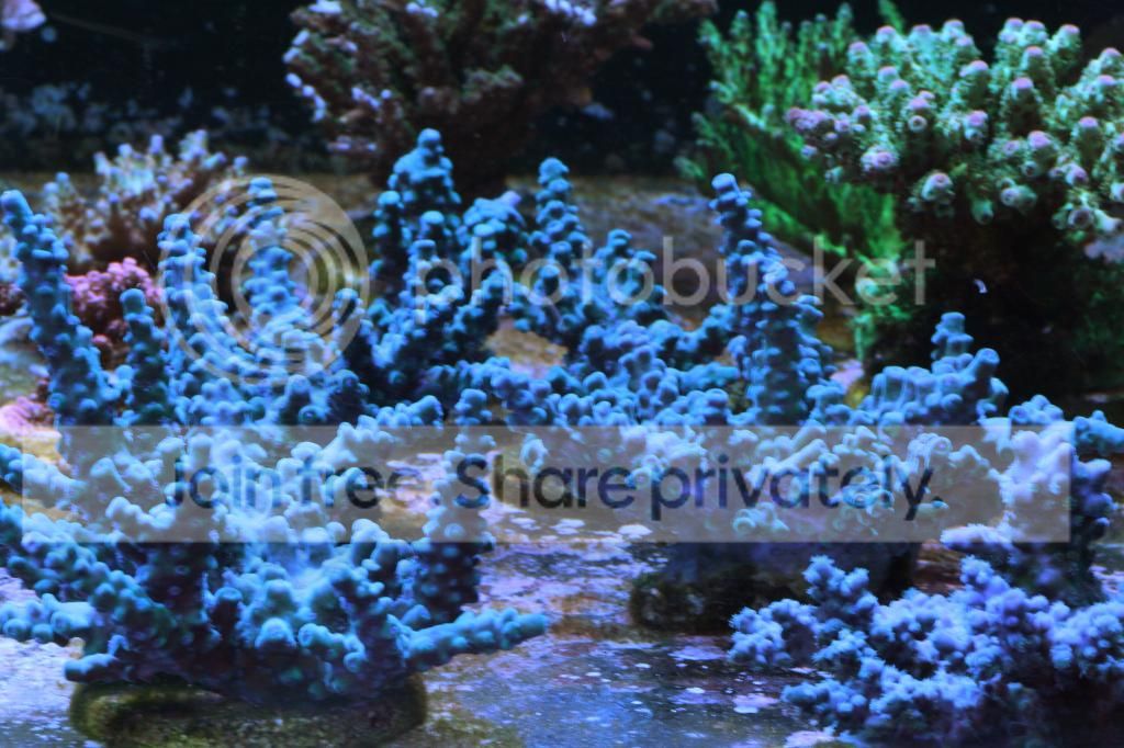 Ora Oregon tort | Reef2Reef